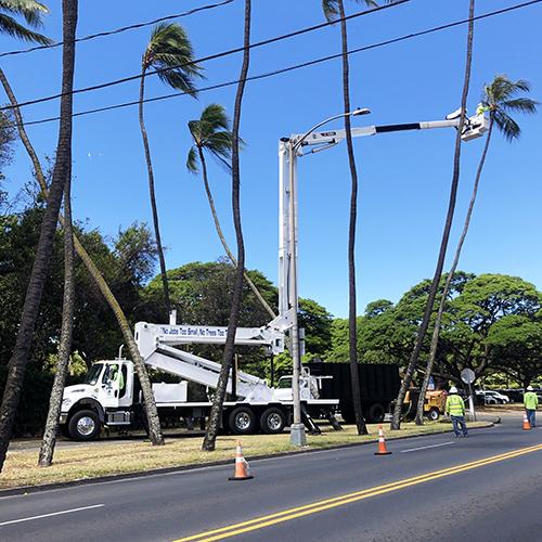 Tree Services On Oahu, Hawaii - Tree Trimming, Removal, & More