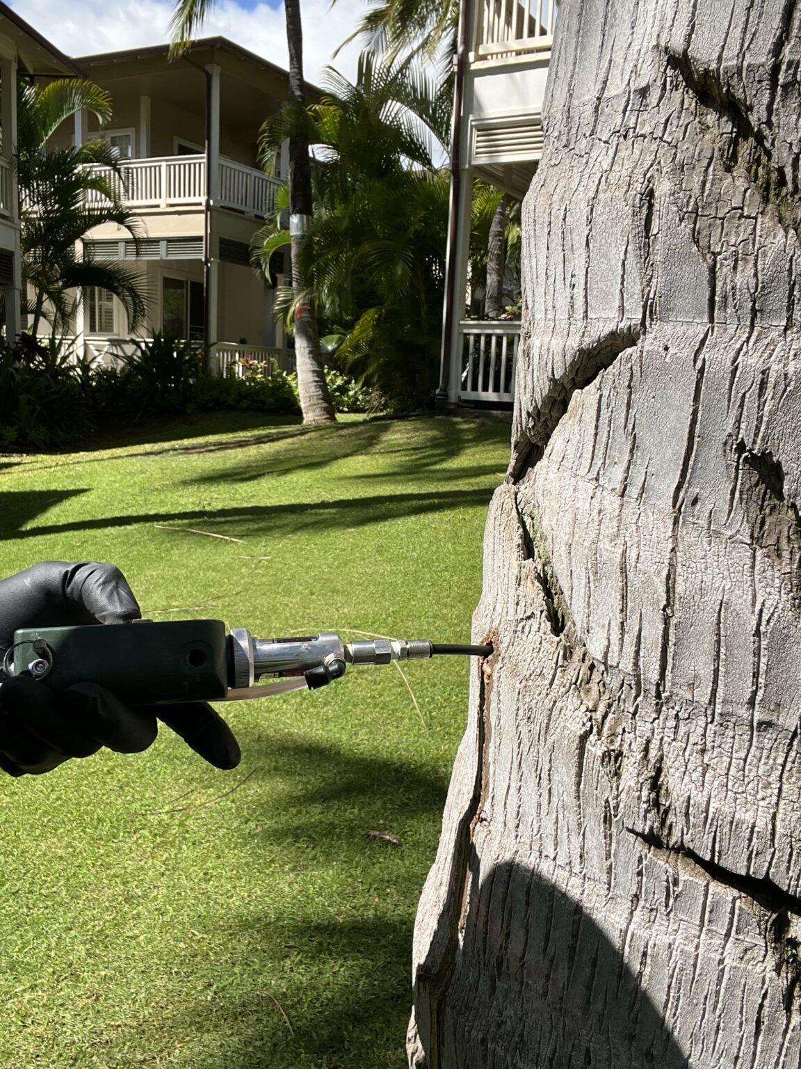 Get Rid Of Coconut Rhinoceros Beetles With Vascular Injections