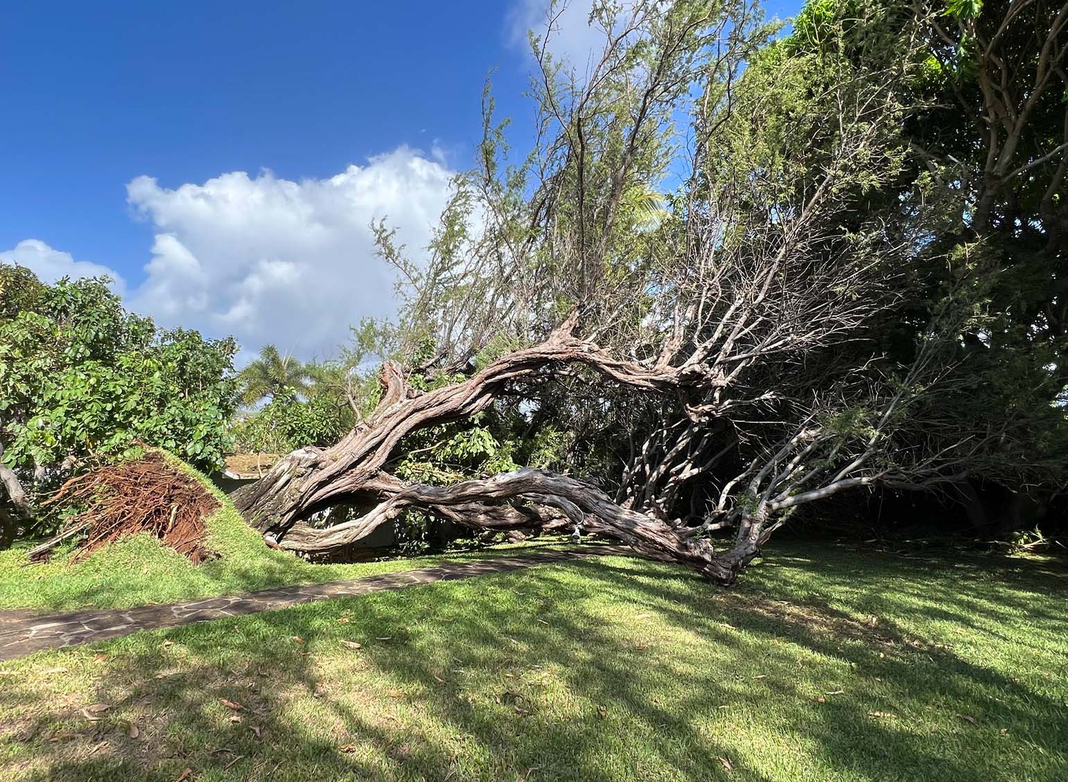 Post-Storm Tree Safety in Hawaii: Essential Assessment Guide