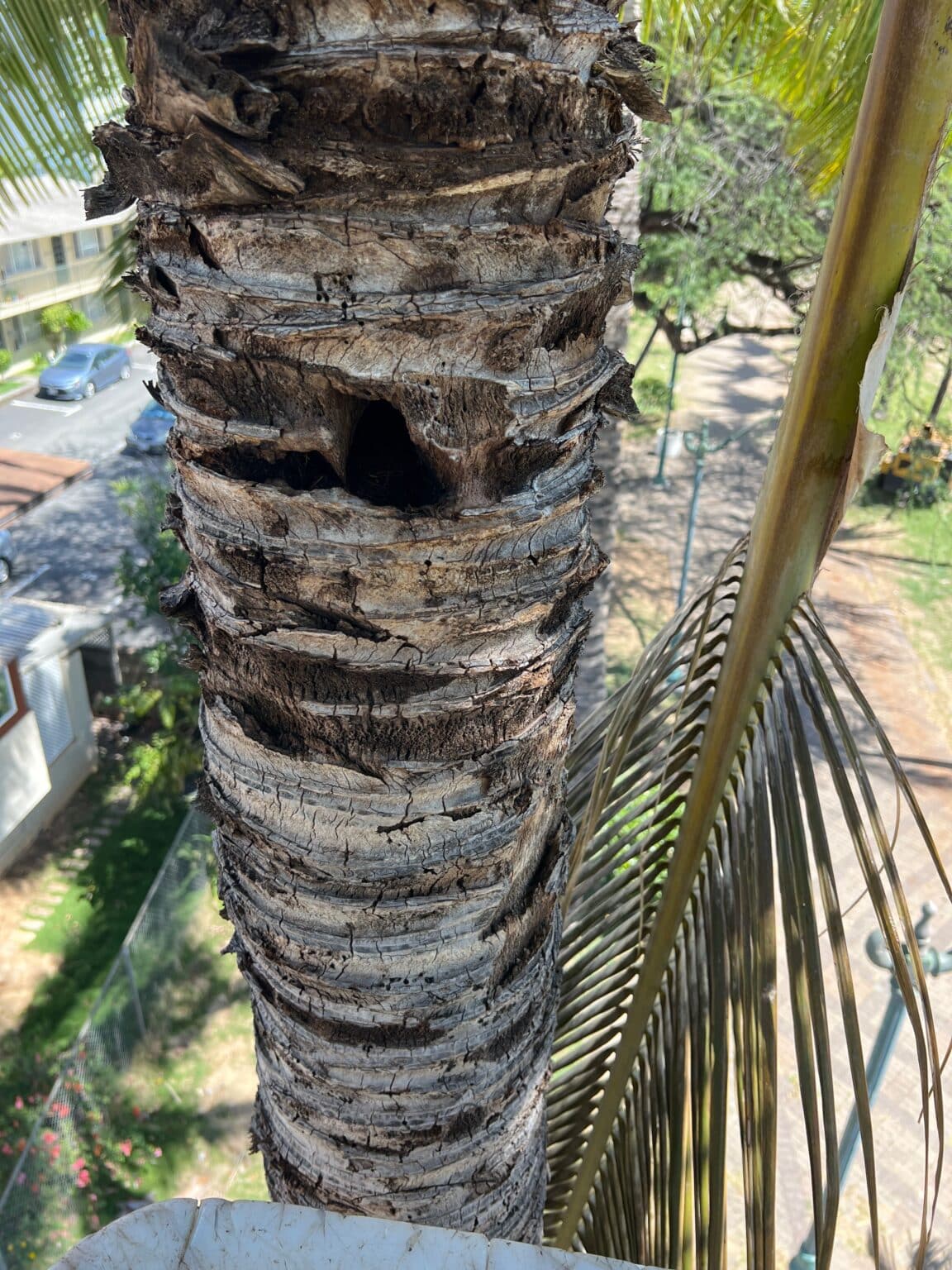 Get Rid Of Coconut Rhinoceros Beetles With Vascular Injections