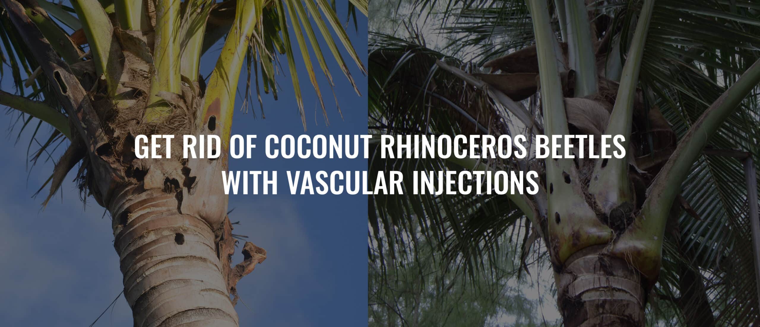 Get Rid Of Coconut Rhinoceros Beetles With Vascular Injections